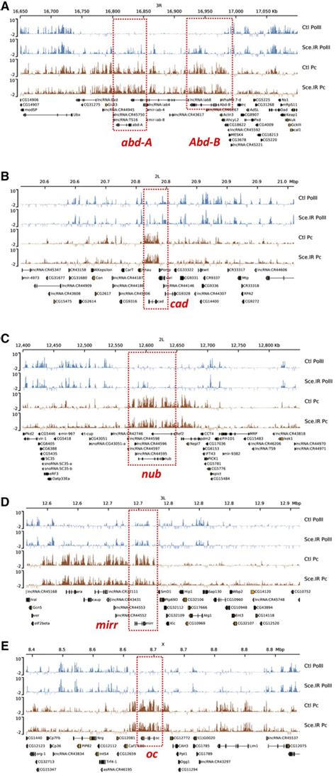 Maintenance Of Cell Fate By The Polycomb Group Gene Bs Extra