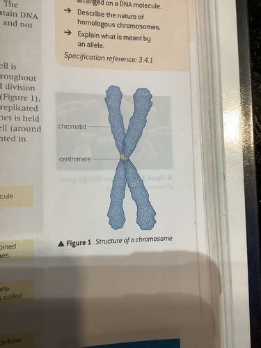 Bio Chapter Flashcards Quizlet