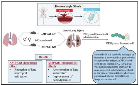 Humanin G Ameliorates Hemorrhage Induced Acute Lung Injury In Mice