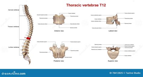 Thoracic Cartoons Illustrations And Vector Stock Images 6831 Pictures