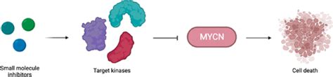 Kinases Controlling Stability Of The Oncogenic Mycn Protein Acs