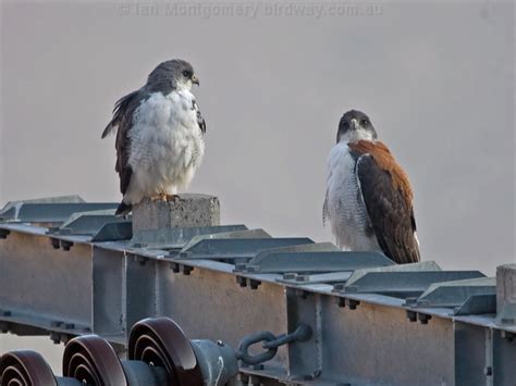 Variable Hawk Photo Image 3 Of 7 By Ian Montgomery At Au