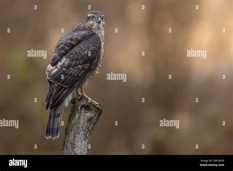 Juvenile Male Sparrowhawk Bird Of Prey Wild Falcon In The Uk
