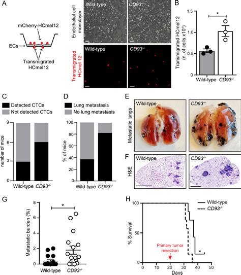 Figure 2 From Cd93 Maintains Endothelial Barrier Function And Limits