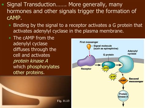 Ppt Cell Communication Pathways Local Vs Long Distance Signaling