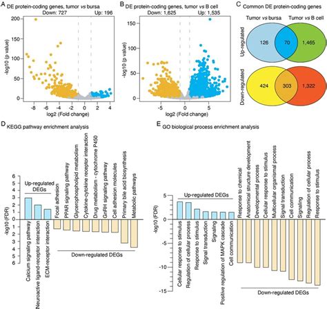 Differentially Expressed Protein Coding Genes And Function Enrichment
