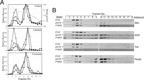 Isopycnic Density Gradient Analysis Of 20kgp Fractions Of The Wild Type