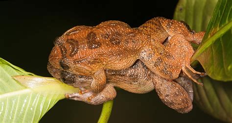 The Dorsal Straddle Is A Newly Discovered Froggy Sex Position