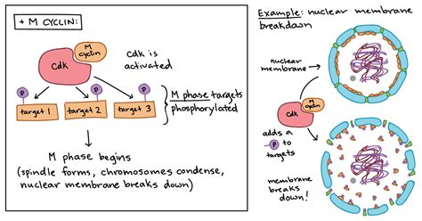 Maturation Promoting Factor Mpf