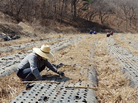 유기농 도라지 재배법 도라지 파종 네이버 블로그
