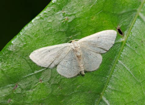 Tiny Moth Navigates By Starlight Scientists Amazed By Insects