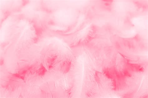 흰색 배경에 아름다운 추상 적색 보라색과 파란색 깃털과 흰색 패턴과 파란색 배경에 부드러운 흰색 핑크 깃털 질감 깃털에 대한