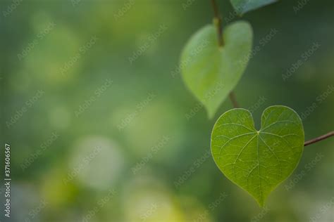 Romantic Tree Shape With Heart Shaped Leaves Green Leaf Heart Shape Stock Photo Adobe Stock