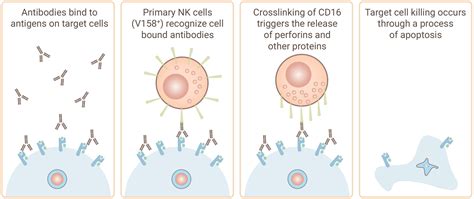 Reachbio Offers Nk V158 Cells Optimized For Adcc Assays Online