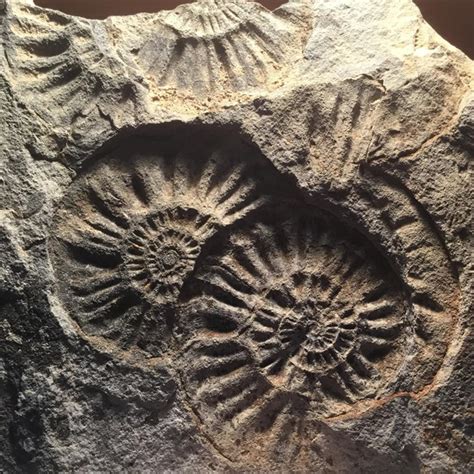 body fossils fossils and paleontology u s national park service