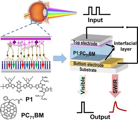 Retina‐inspired Organic Photonic Synapses For Selective Detection Of