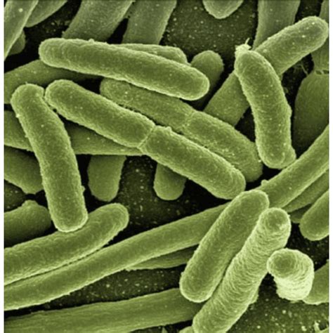 Vsl3 Ibs Probiotic Packets Choose From A Variety Of Vsl3 Probiotic