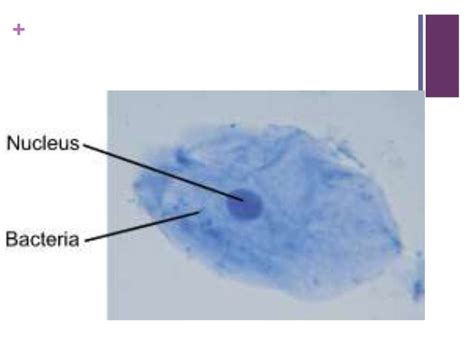 Preparing A Cheek Cell Slide