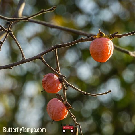 Persimmon Diospyros Virginiana 1and3 Gallon Little Red Wagon Native