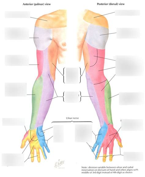 OTR 311 Cutaneous Nerves Of The Anterior Posterior Arm Forearm