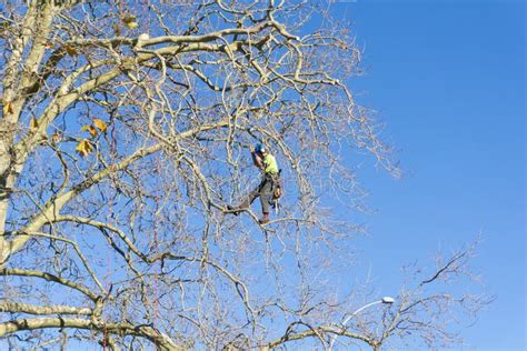 Arborist Trimming Tree Stock Image Image Of Climbing 6304043
