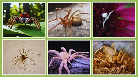 11 Common Types Of Spiders Identification With Pictures