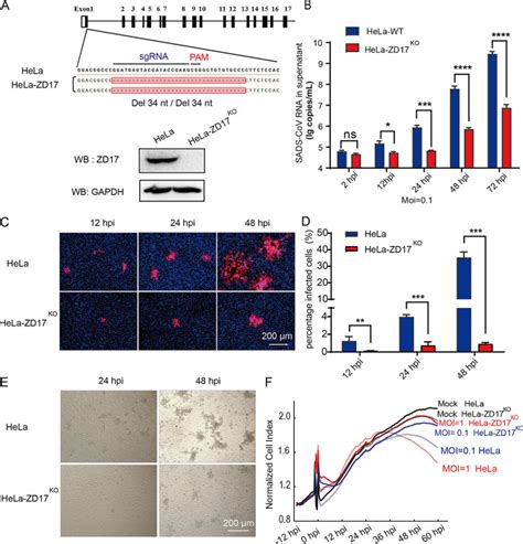 Identification Of Zdhhc17 As A Potential Drug Target For Swine Acute