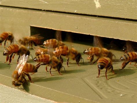 Intepatura De Viespe Vs Intapatura De Albina Diferente Dintre Albine