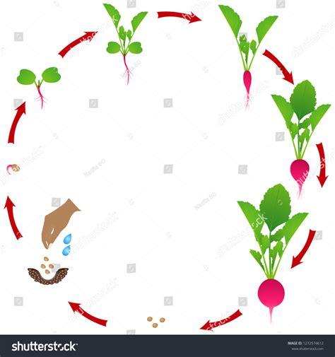 Life Cycle Radish Plant On White Stock Vector Royalty Free 1272574612