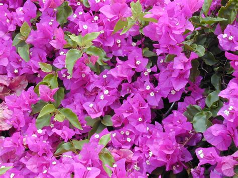 Welcome The Bougainvillea Plant