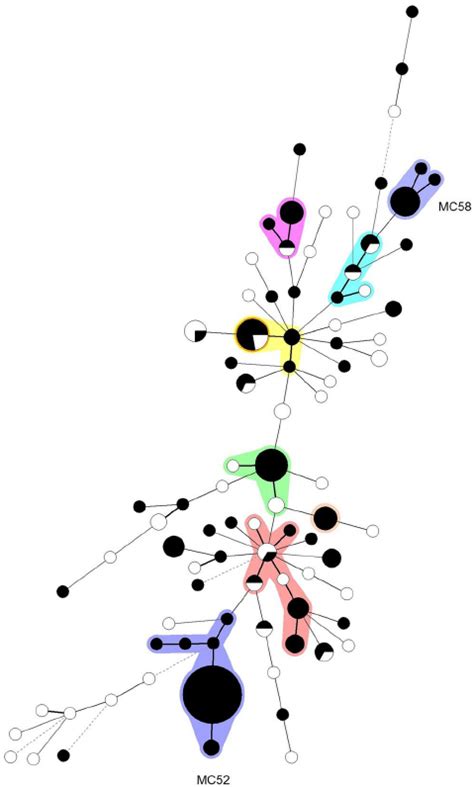 Minimum Spanning Tree Of 184 Unique K Pneumoniae Strains Typed By Mlva