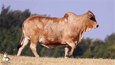 Boran Cow Carolina On Auction Youtube