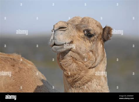 Head Of Male Camel Camelus Dromedarius With One Hump At The West