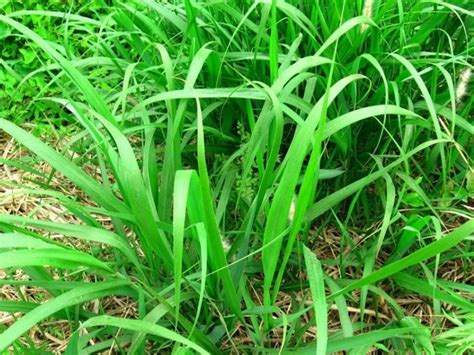 芨芨草种子种植后可以养殖兔子吗？每天喂几次牧草？ 花海建设 长景园林网