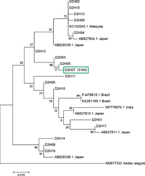 Molecular Phylogenetic Analysis By The Maximum Likelihood Method Based Download Scientific