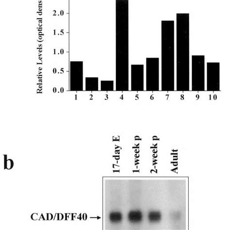 Northern Blot Analysis Of Caddff40 Mrna In The Rat Total Rna Was