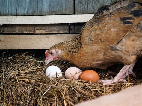 Alternatives To Culling Chickens Backyard Poultry