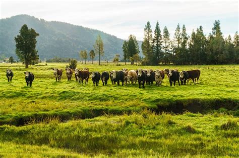 Applying Proximity Sensors To Monitor Beef Cattle Social Behaviour As