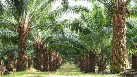 Jenis Baja Kelapa Sawit Dan Kegunaannya Kelapa Sawit Wikipedia Bahasa