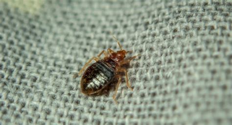 What Is Heat Treatment For Bed Bugs Empire Pest Control London