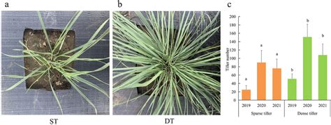 The Phenotype Photographs Of St And Dt A Sparse Tillering Genotype In
