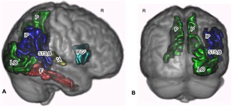 Primary Sensory Higher Order Sensory Processing And Cognitive