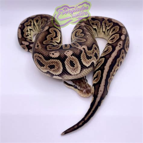 Black Pewter Het Clown Ball Python By Everglades Exotics Morphmarket