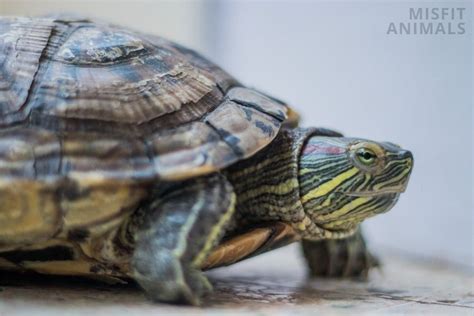 Male Vs Female Red Eared Sliders Tell The Difference