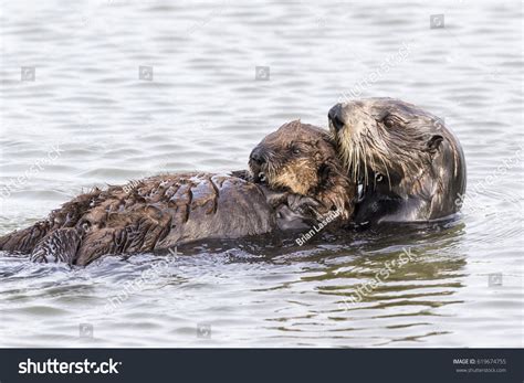 Southern Sea Otter Enhydra Lutris Nereis Stock Photo 619674755
