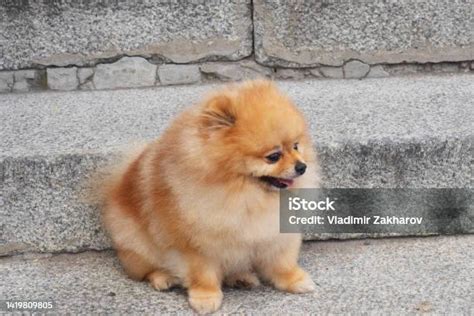 아름다운 총구를 가진 빨간색과 노란색 Pomeranian Spitz 개가 화강암 계단의 배경에 앉아 있습니다 강아지 개에 대한