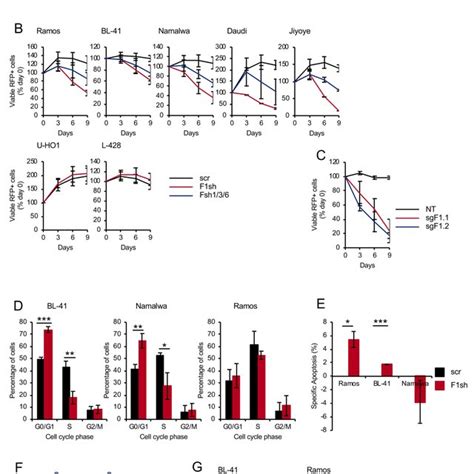 Foxo1 Knockdown Negatively Regulates Proliferation Of Bl Cell Lines