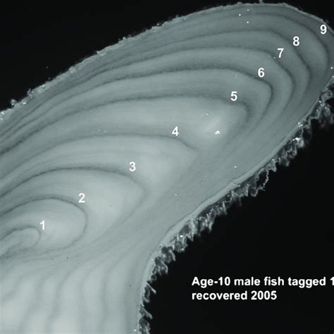 Validated Age 10 Paddlefish From The Yellowstone Sakakawea Stock