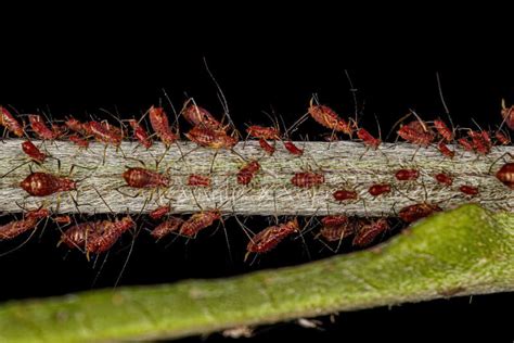 Group Of Small Red Aphids Stock Image Image Of Animal 263481725