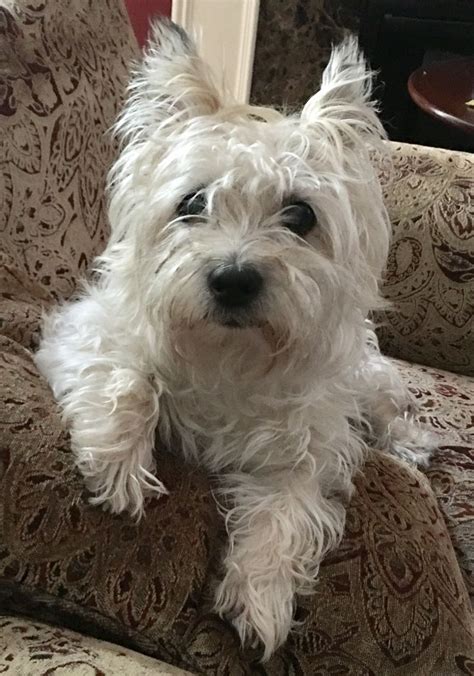 Pin By Jim On Cairn Terrier Westie Dogs Cairn Terrier Terrier Dogs